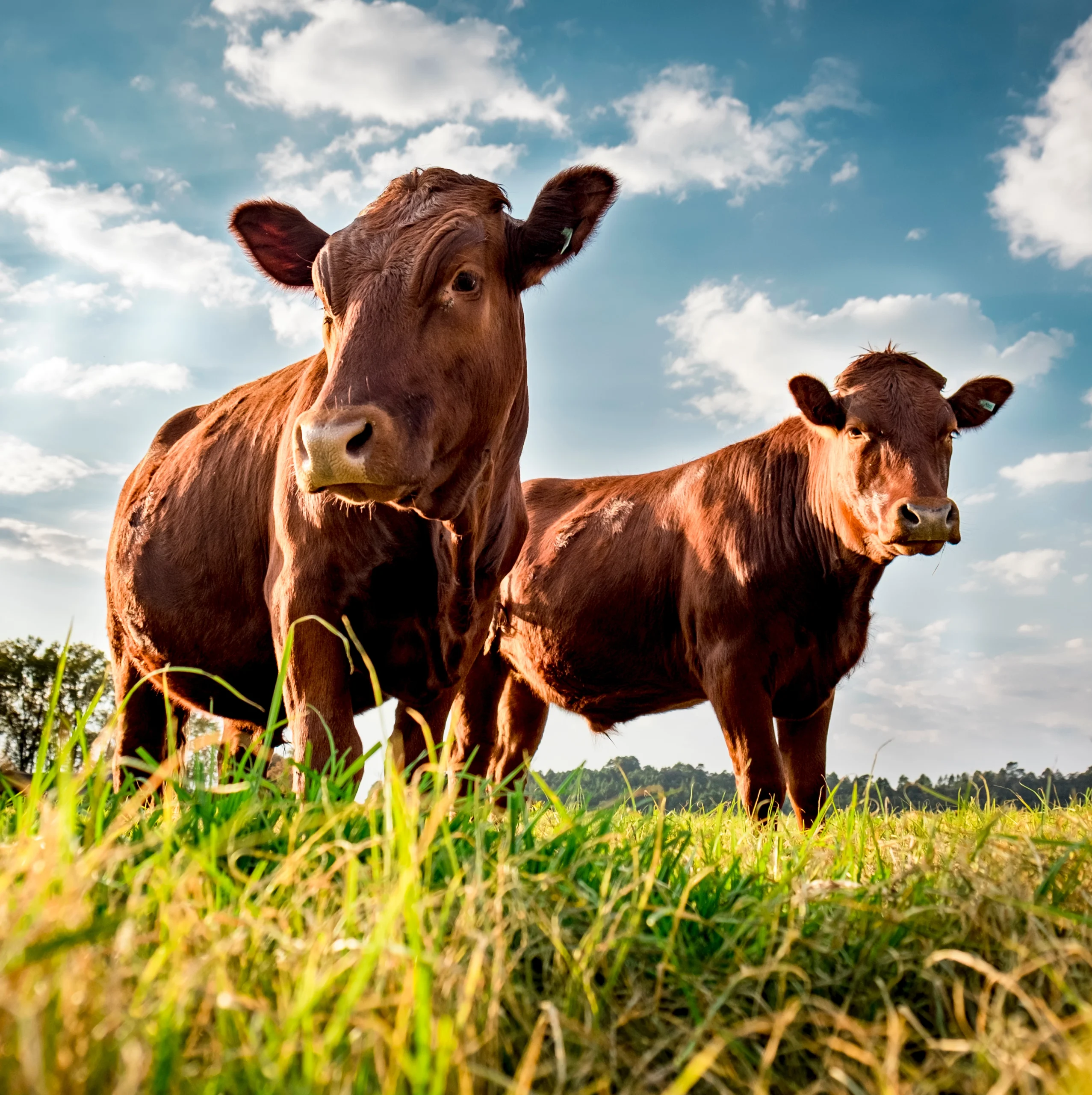 PIONEER CO-OP - AGRO CENTRE